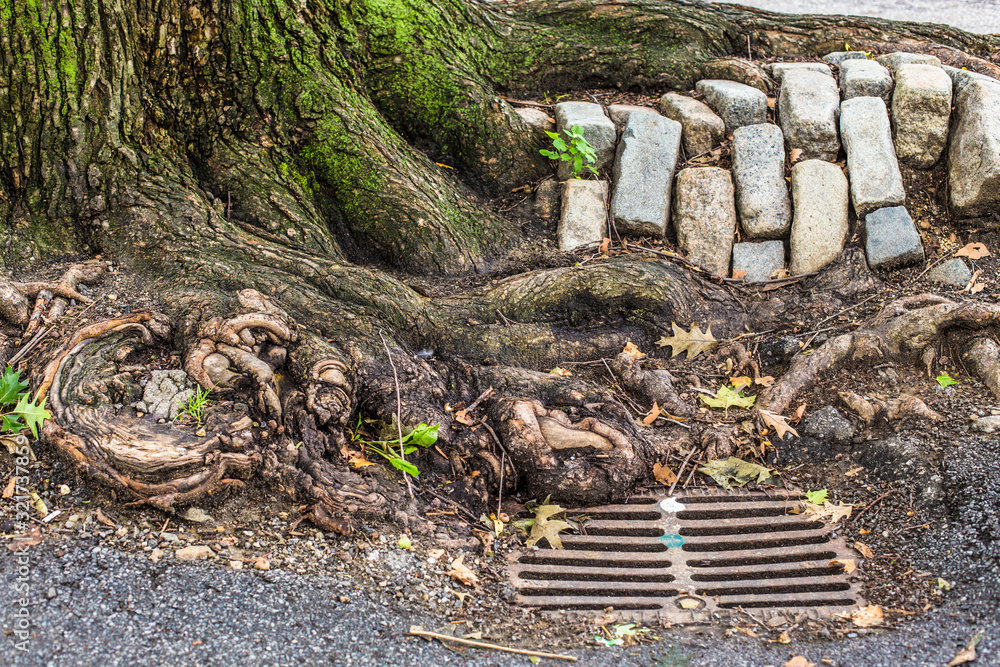 Urban New York City details; tree roots, cobblestone and storm drain ...