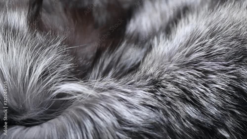 Real silver fox Fur background. Gray with black Fur clothes texture ...
