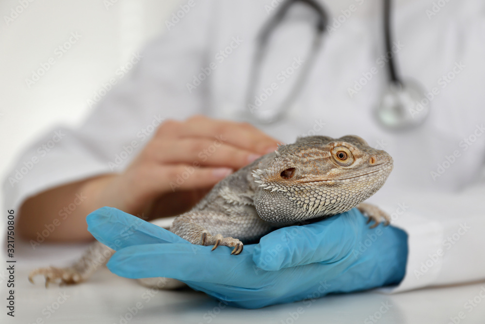 Veterinarian examining bearded lizard on table in clinic, closeup ...