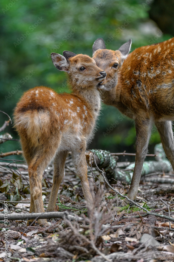 sika deer mother and fawn cuddling and kissing together Stock Photo ...