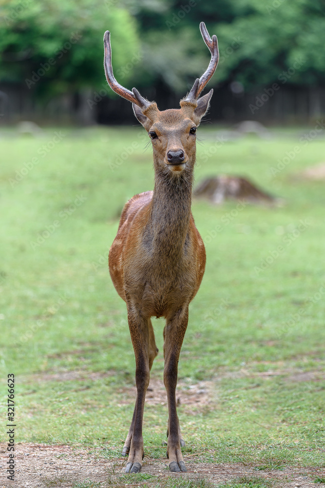 male sika deer close up Stock 写真 | Adobe Stock