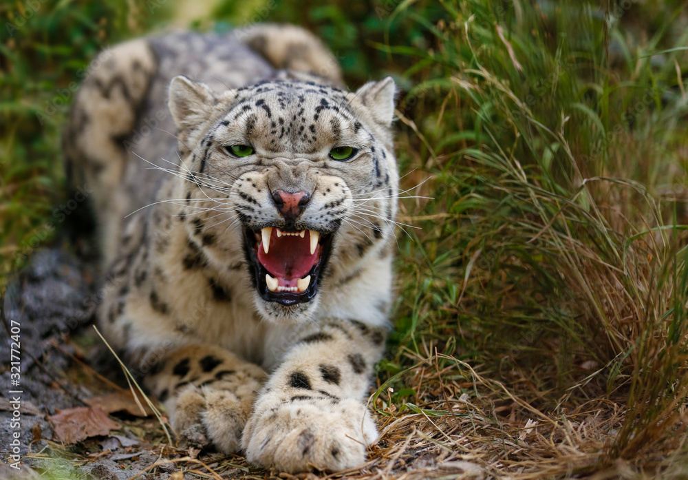 Growling White Leopard
