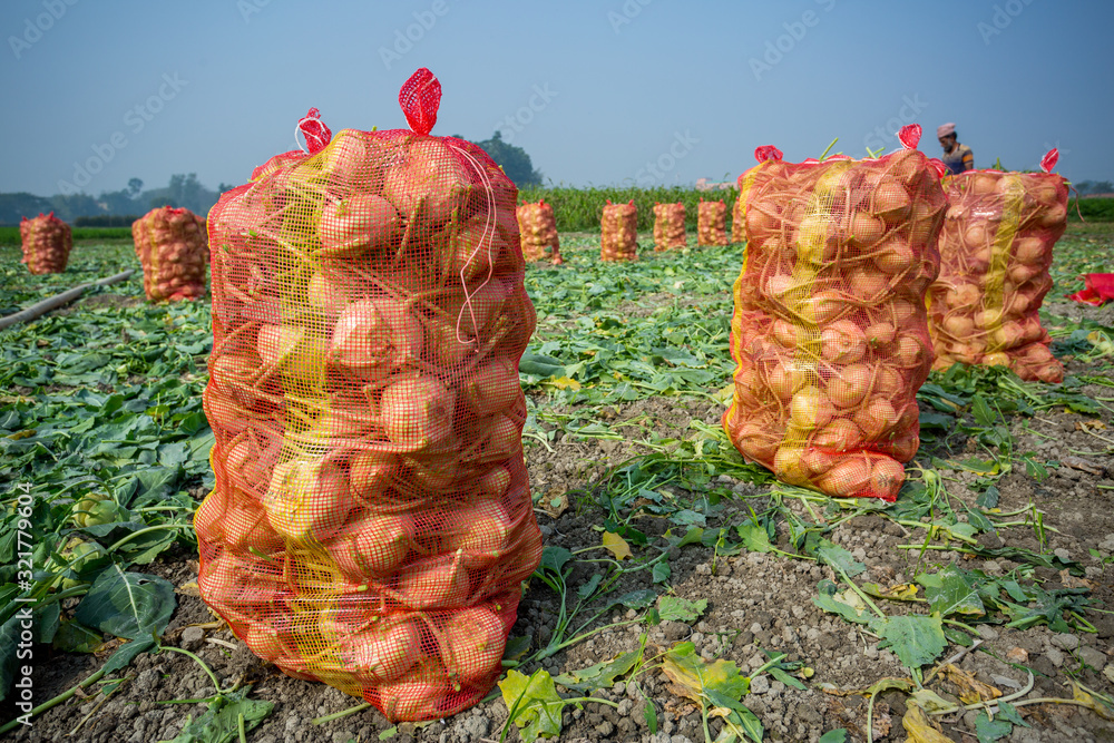 Kohlrabi cabbage vegetables have been prepared and stored in plastic ...
