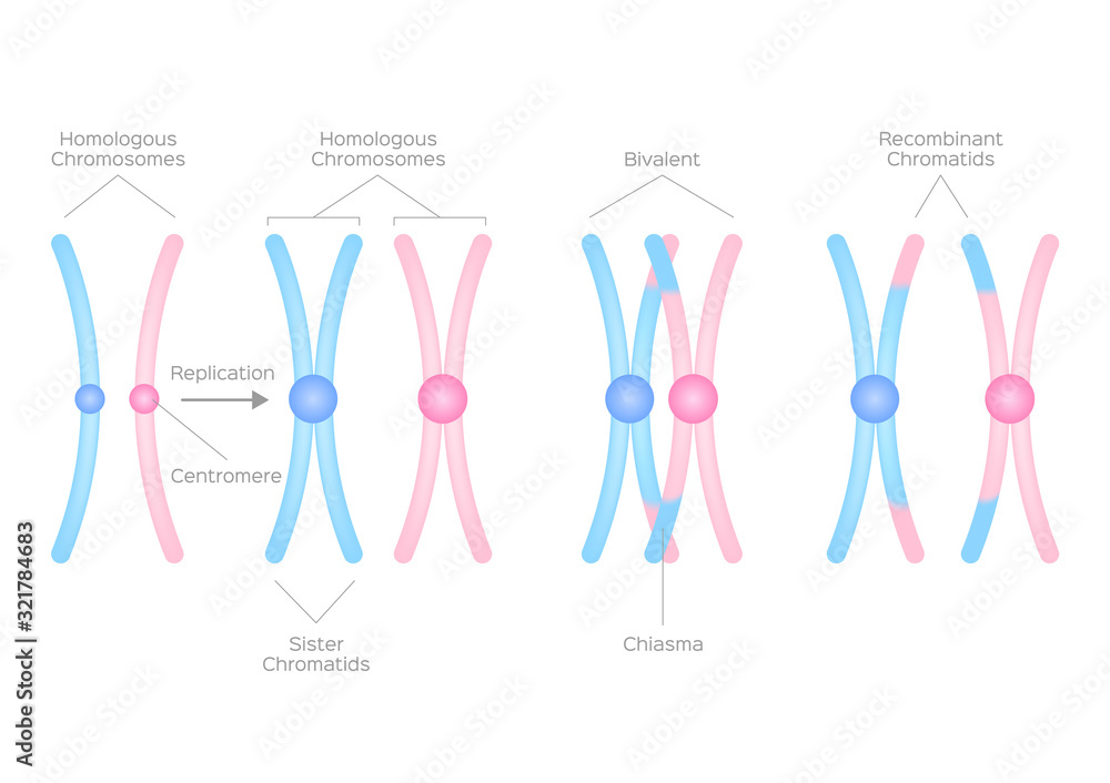 Pair of homologous chromosomes vector / crossing over / genetic ...