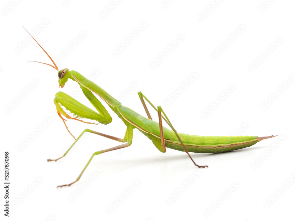 Large green mantis. Stock Photo | Adobe Stock