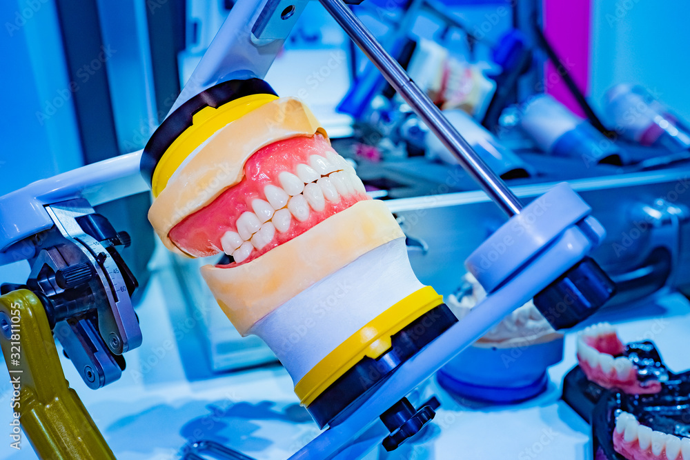 Model of the jaw of a person. Realistic model of teeth. Model of the ...