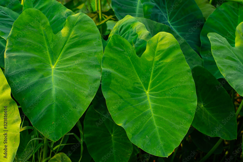 Giant taro Green weed in tropical wetlands There are large green leaves ...