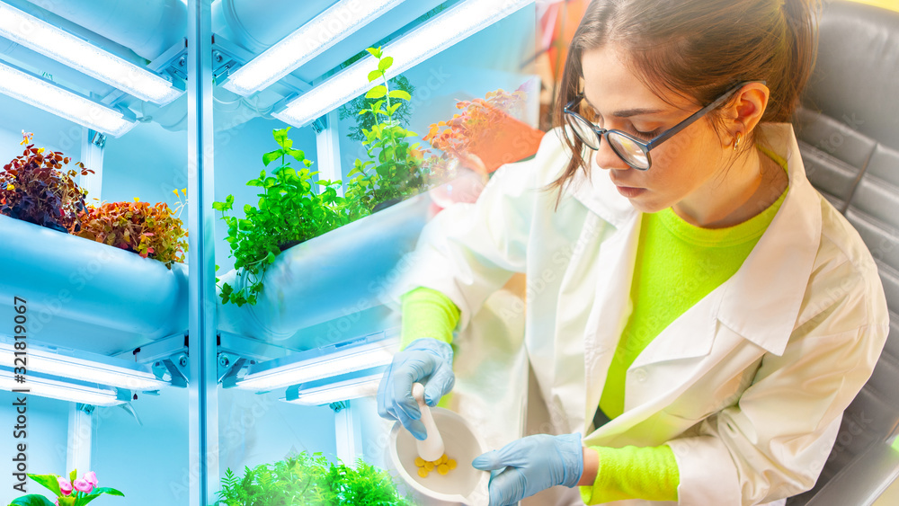 Medicinal herbs are grown in the laboratory. Hydroponic installation in ...