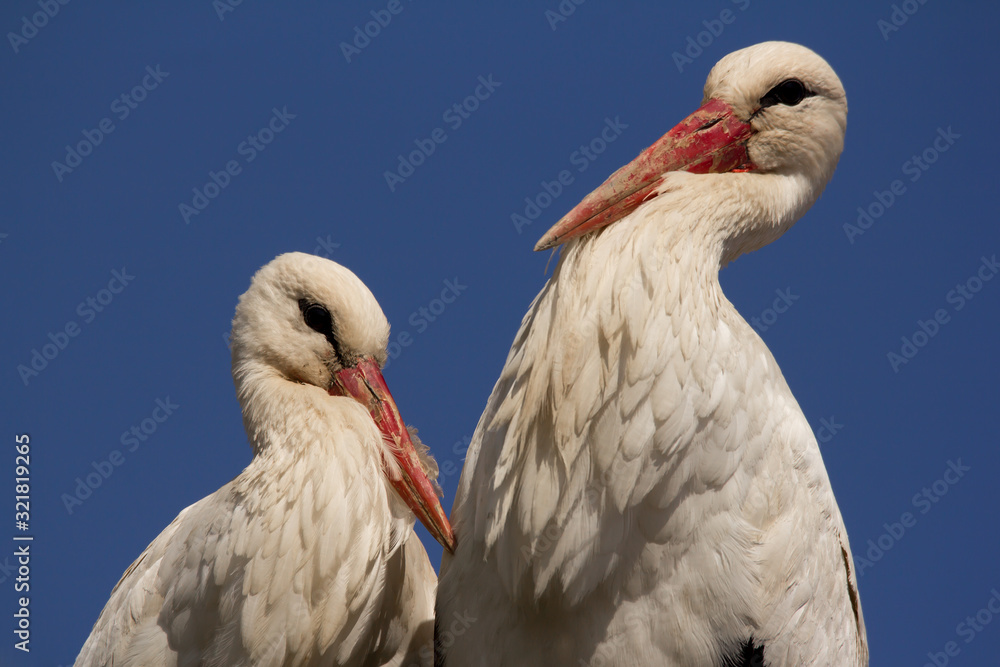 White stork (Ciconia ciconia) male and female breeding couple in the ...