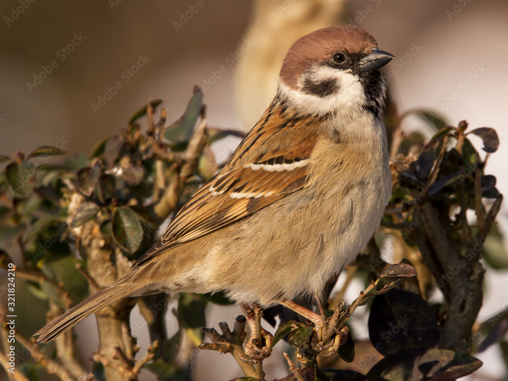 Eurasian tree sparrow (Passer montanus) a passerine bird in the sparrow ...