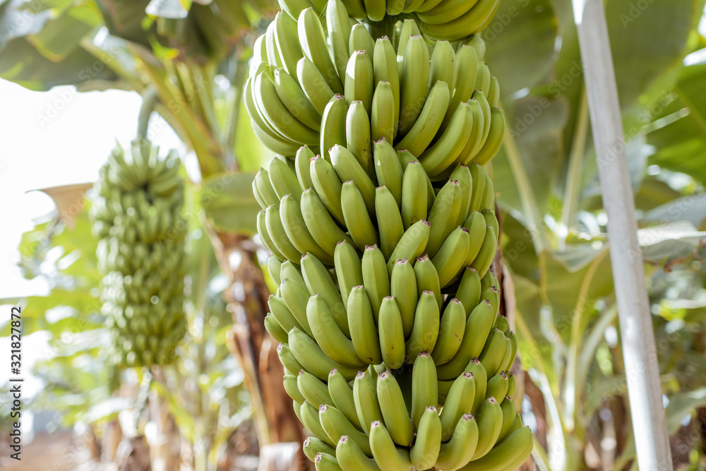 Ripe bunch of green bananas ready to pick up growing on the plantation ...