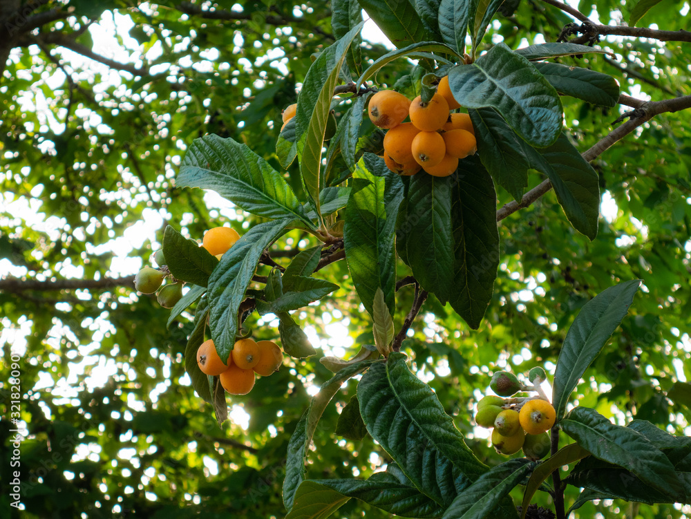 Nisperos fruits hanging from the branches of a tree surrounded by green ...