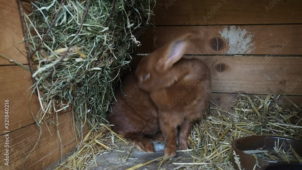 Cute brown rabbit on an organic farm, hiding in the rabbit hutch ...