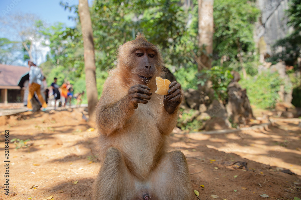 A portrait of a dining monkey, food crumbs scattered around his mouth ...