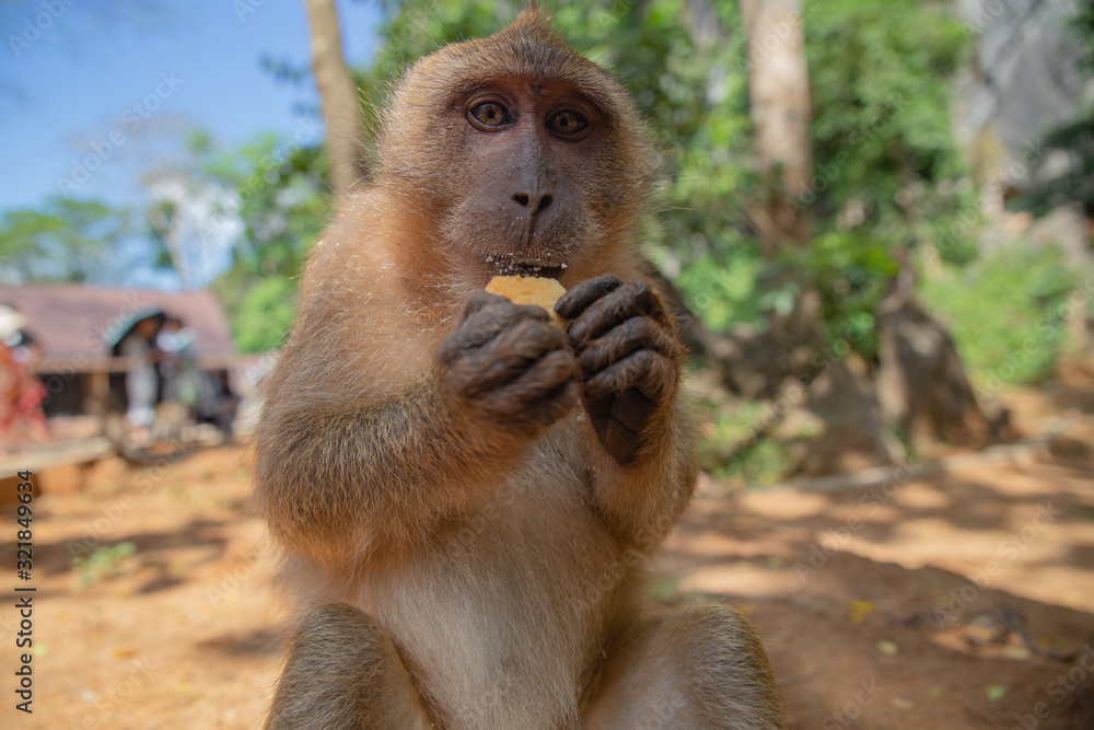 A portrait of a dining monkey, food crumbs scattered around his mouth ...