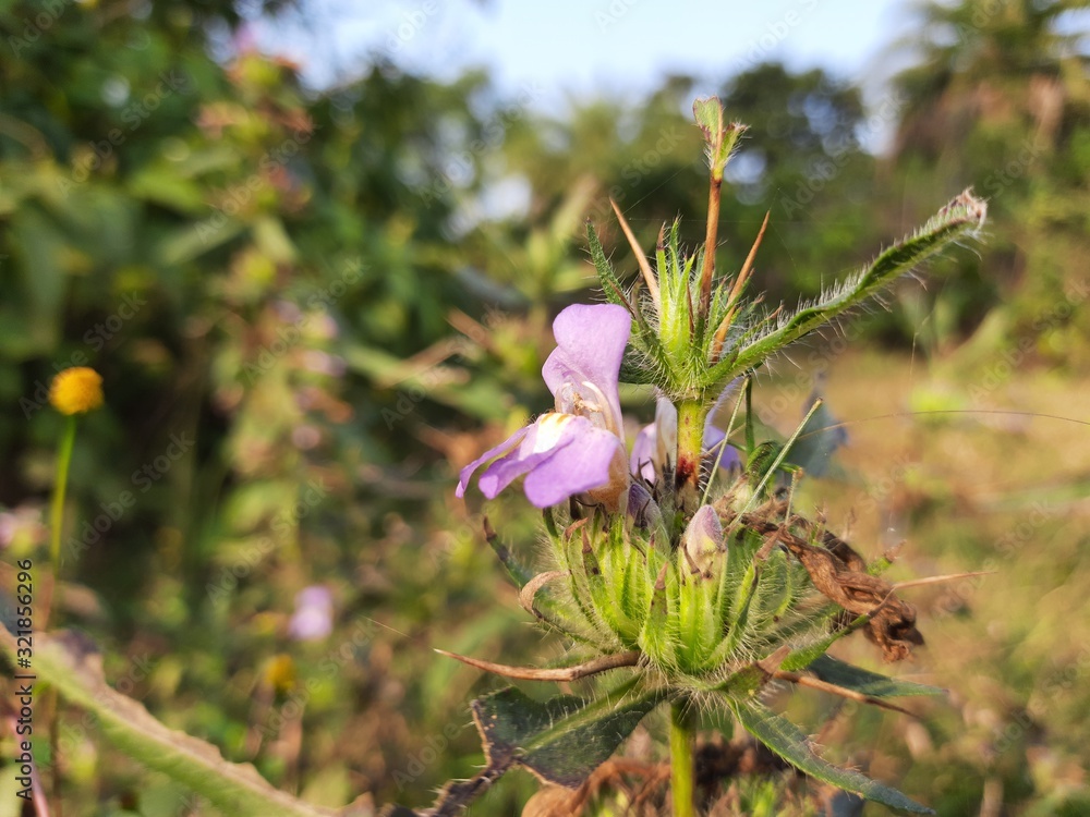 This is a Hygrophila auriculata Flower.It is called gokanta or ...