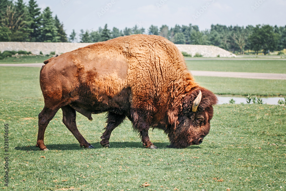 One plains bison eating grazing grass outside. Herd animal buffalo ox ...