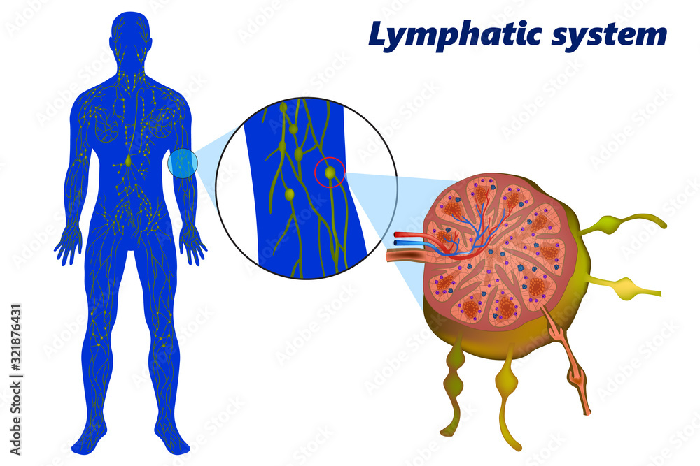 Human lymphatic system (lymphoid system). A lymph node showing afferent ...