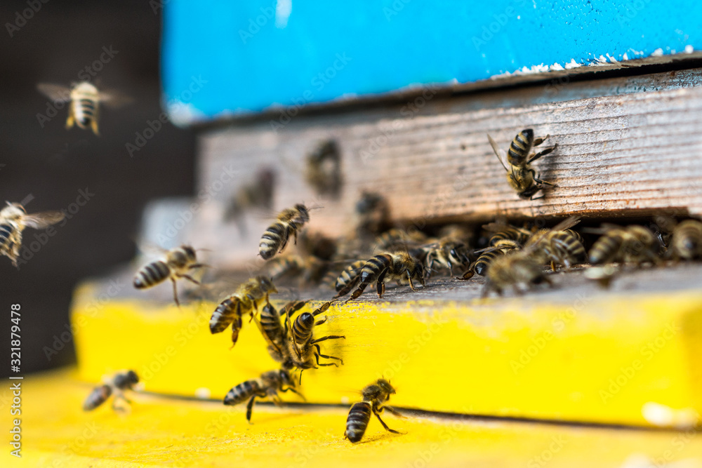 Bees flying with nectar to yellow blue beehive, close up view with dark ...