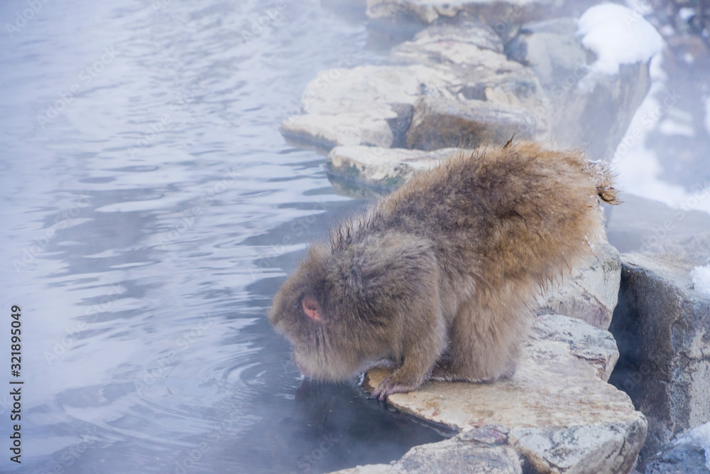 Snow monkey's (Japanese Macaque) at hot spring, Jigokudani Monkey Park ...