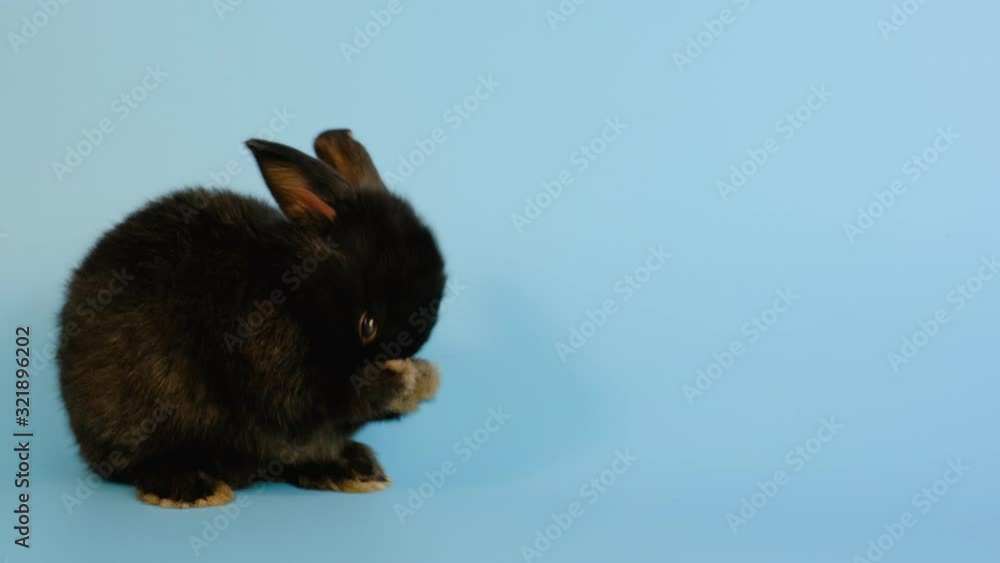 Close up cute little black bunny rabbit clean feet and face by stand ...