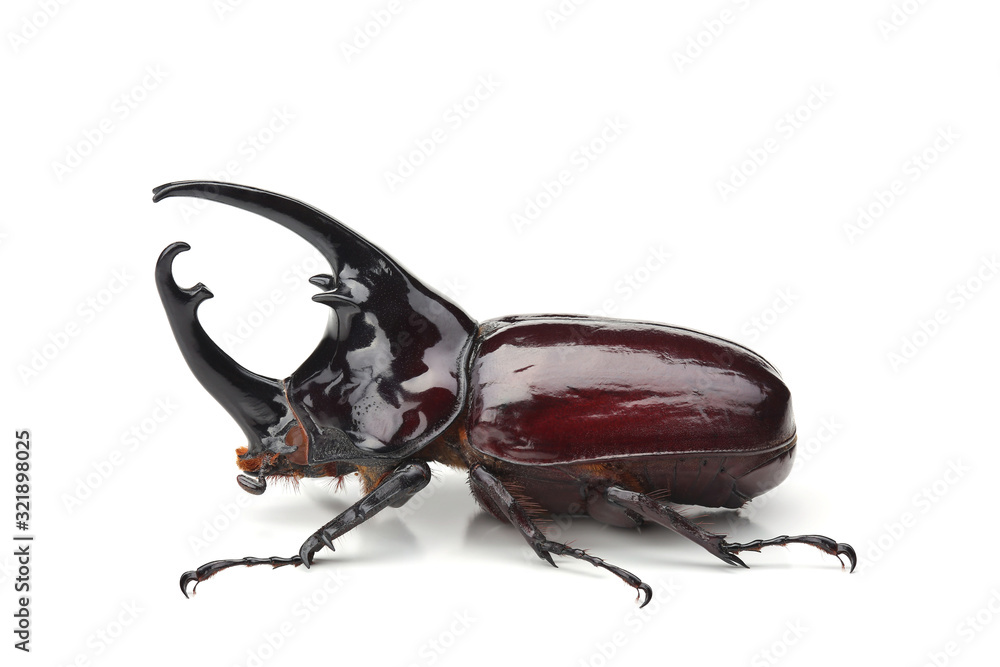 Male of rhinoceros beetle (Augosoma centaurus) isolated on white Stock ...