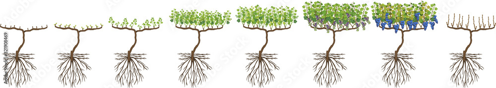 Annual growth cycle of grapevine isolated on white background ...