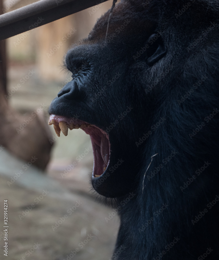 Gorilla Showing Teeth