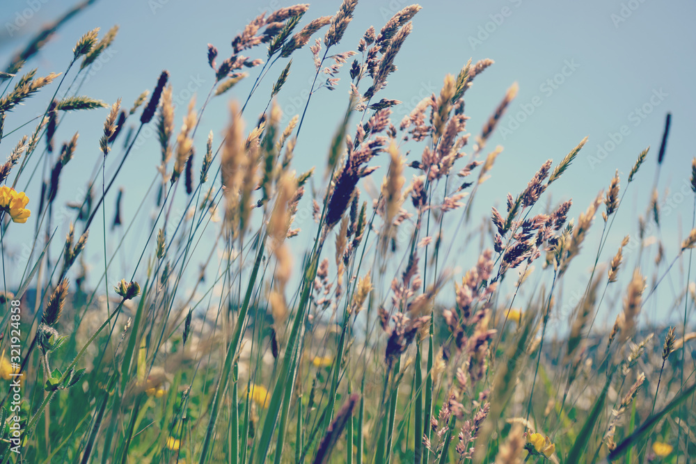 Lovely tall summer grasses blowing in the breeze on a hot sunny day ...