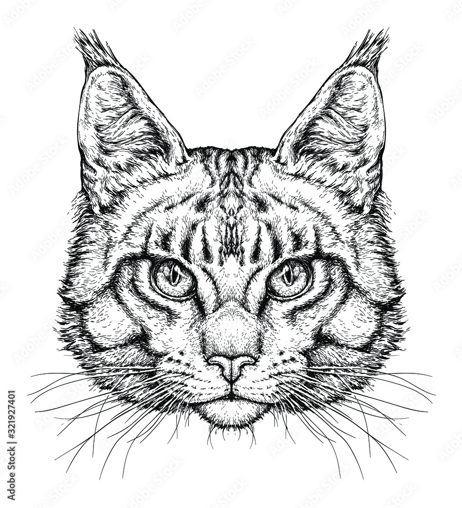 Hand drawn portrait of cute Cat . Vector illustration isolated on white ...