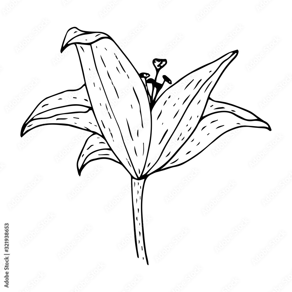 Lily flower side view contour drawing of black color isolated on white ...