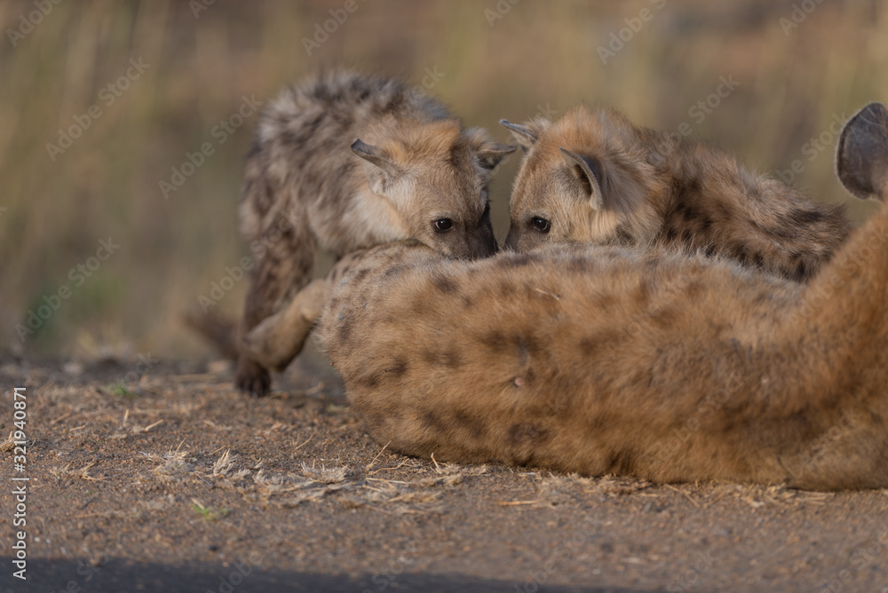 Hyena puppy, Hyena pup, baby hyena in the wilderness of Africa Stock ...