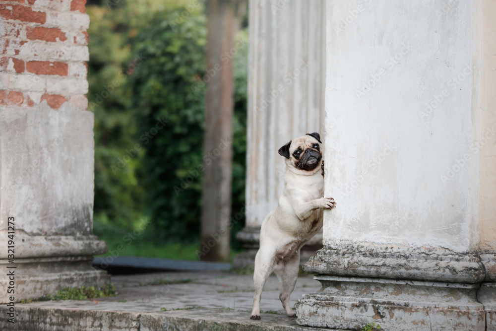 Dog at the ancient building of architecture.little pug hiding behind a ...