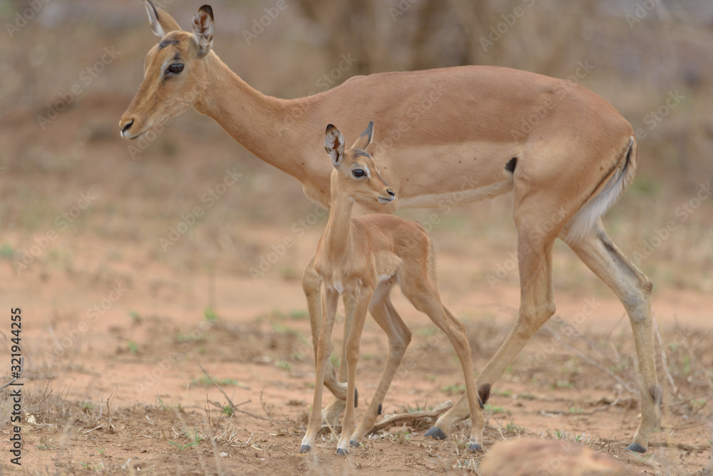 Impala baby, impala calf in the wilderness with impala mom gazelle ...
