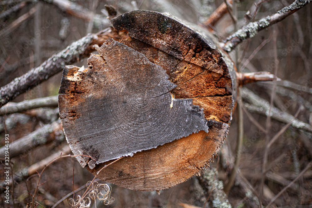 Old sawn tree in the forest. A stump of wood interfered with the road ...