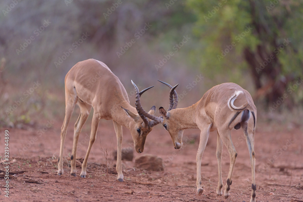 Impala ram figting during root, male impala fight for territory duel Stock Photo | Adobe Stock