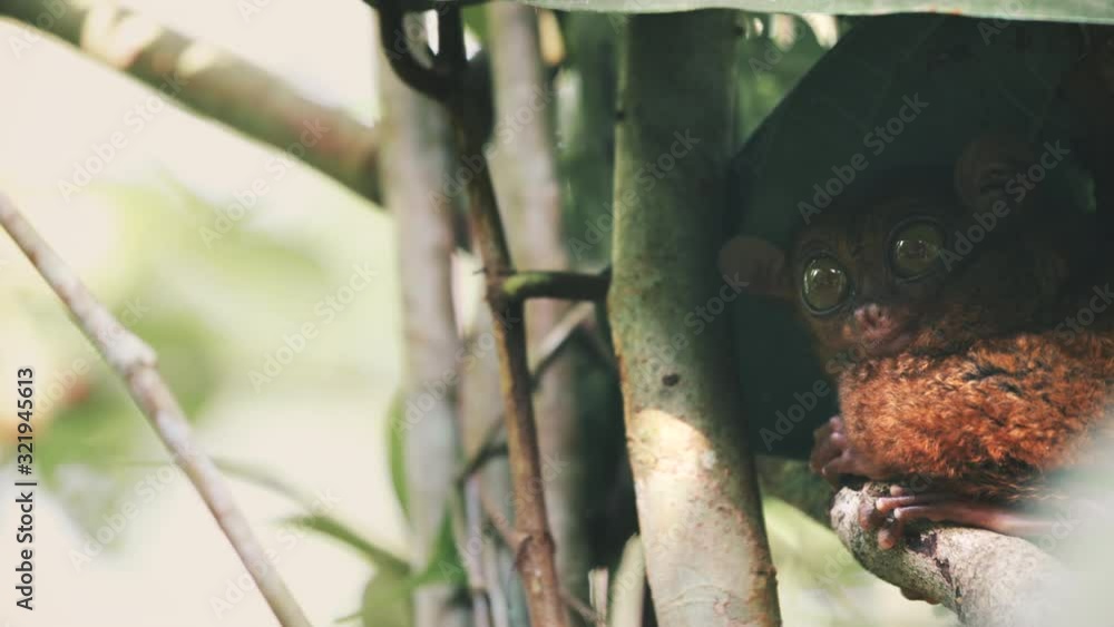 Philippine Tarsier Sitting and Hiding Behind Bamboo Leaves, Smallest ...