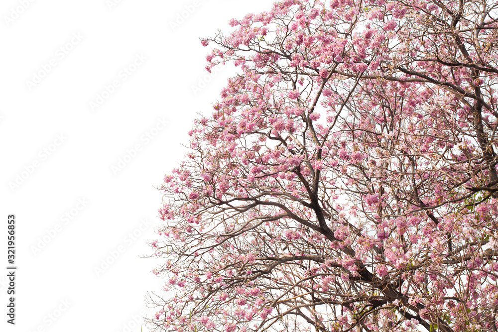Pink flower tree in blooming on white background,Tabebuia rosea. Stock ...