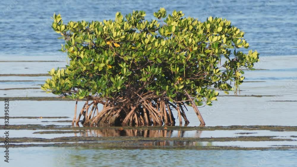 Red Mangrove (Rhizophora mangle) tree in the middle of a saltwater ...