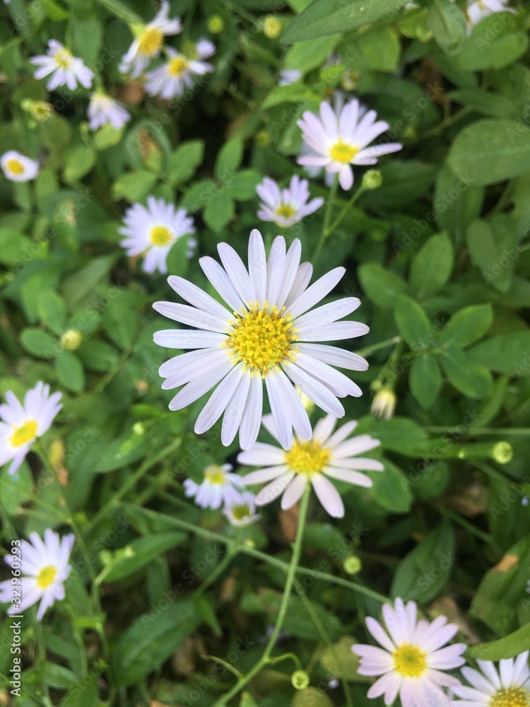 Leucanthemum vulgare, commonly known as the ox-eye daisy, oxeye daisy ...