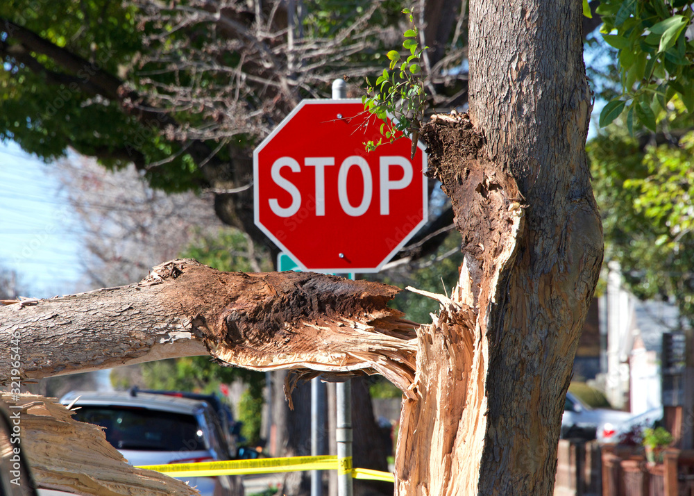 Large tree branch broken, split at the trunk from high wind velocity ...