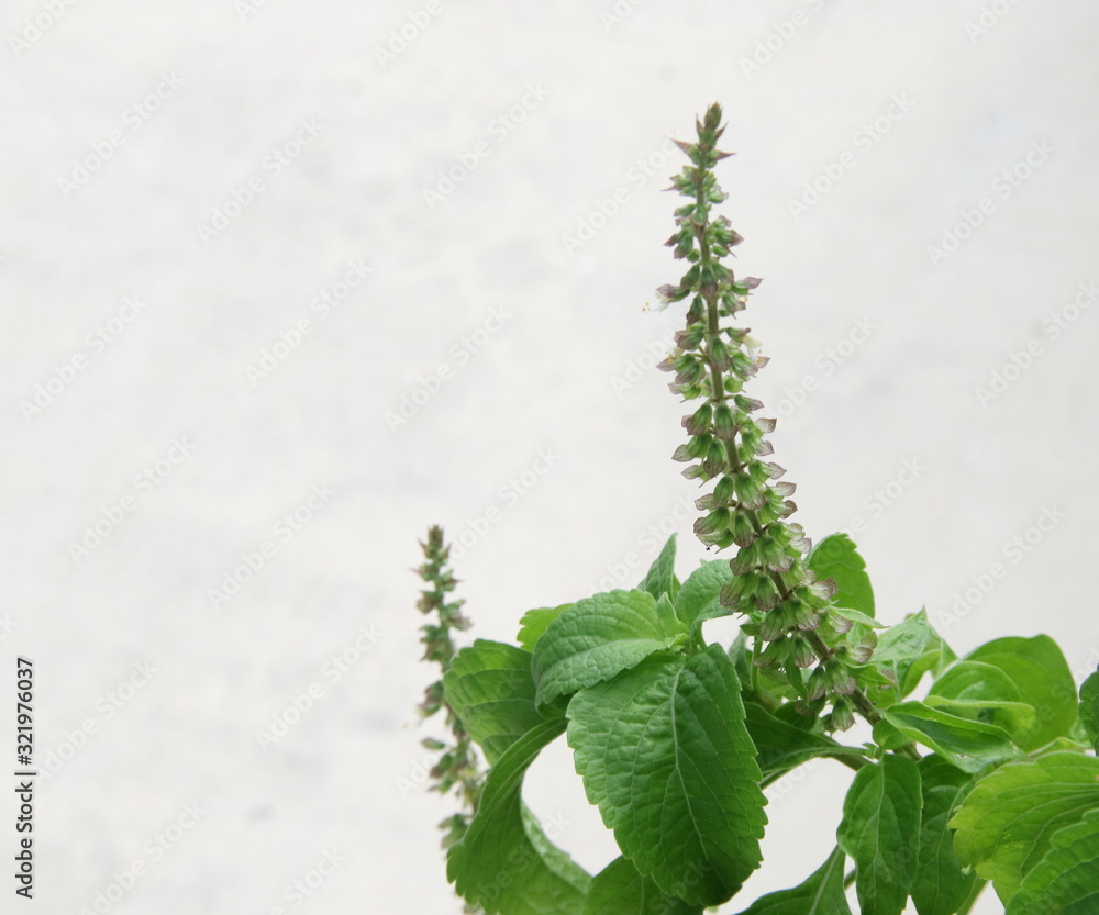 Tree Basil's branch of green leaves and young flowers and white ...