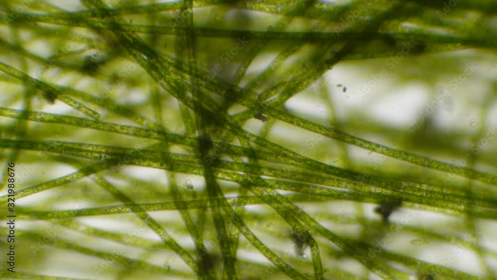 Chloroplast under a microscope. Cell division. Cell structure. Cell ...