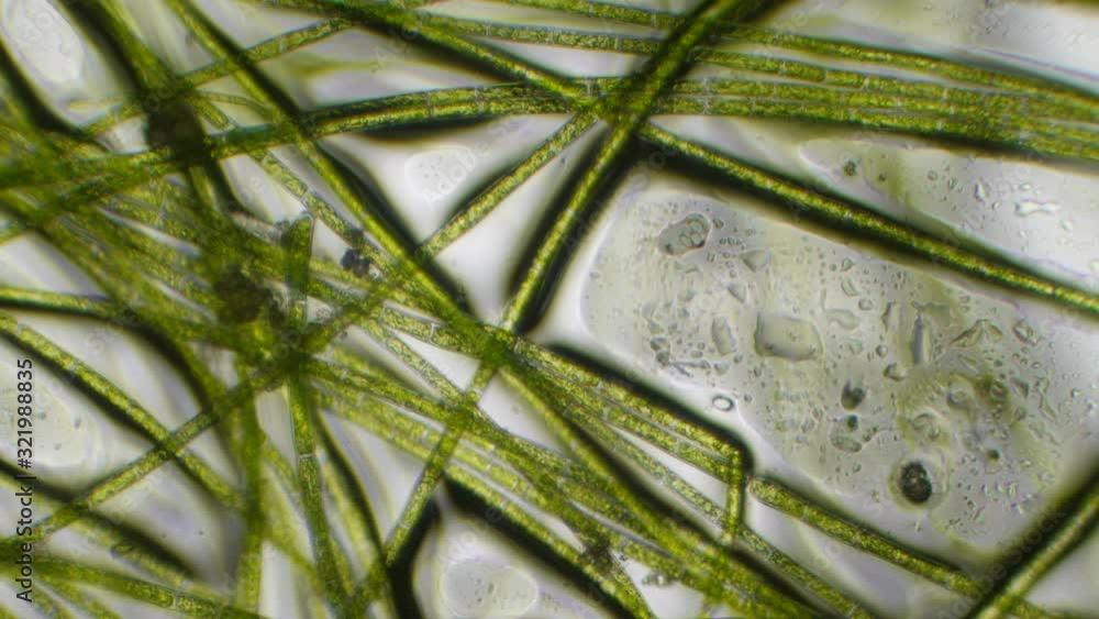 Chloroplast under a microscope. Cell division. Cell structure. Cell ...