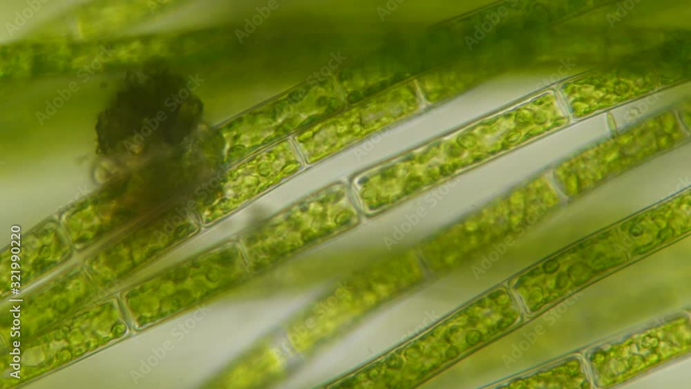 Chloroplast under a microscope. Cell division. Cell structure. Cell ...