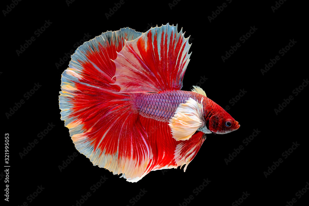 Colorful with main color of red and pink betta fish, Siamese fighting ...