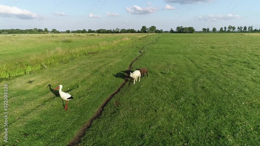 Low altitude aerial footage of two young sheep walking past a stork ...