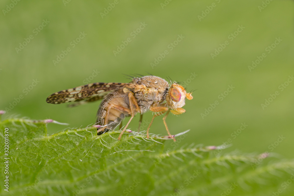 Oxyna parietina is a species of fruit fly in the family Tephritidae ...