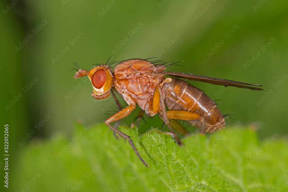 Scathophaga stercoraria, commonly known as the yellow dung fly or the ...