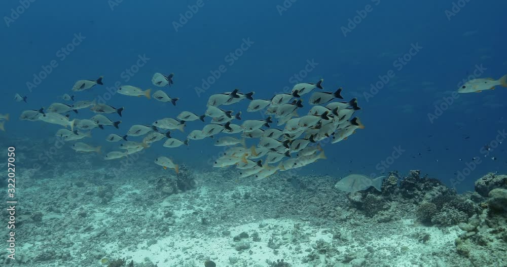 Maori Snapper fish and one spot snapper fish in the Pacific Ocean ...